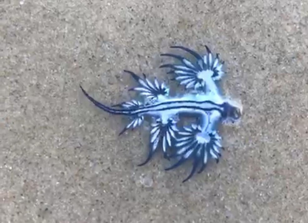 Mais um “Dragão Azul” é encontrado no litoral sergipano – AJN1